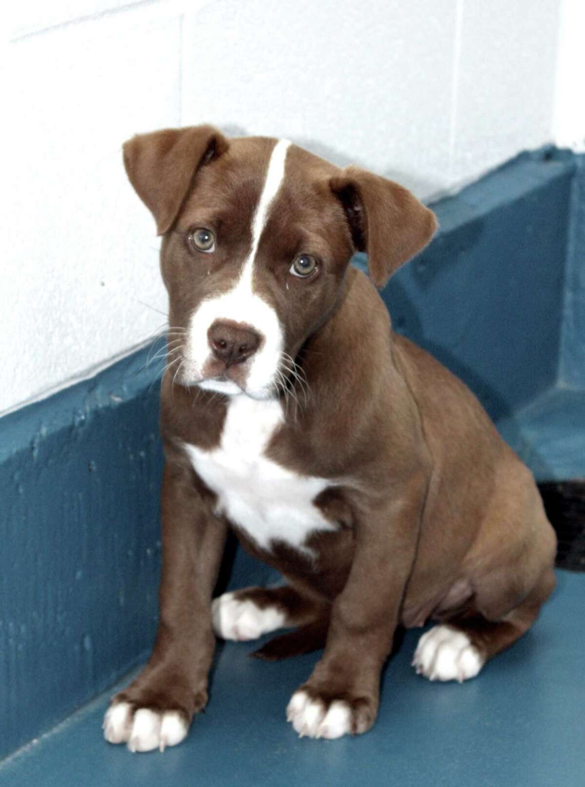 Step up and adopt a dog from overcrowded Pearland shelter