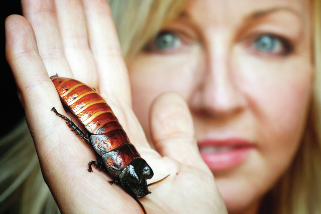 From icky bugs to good grubs