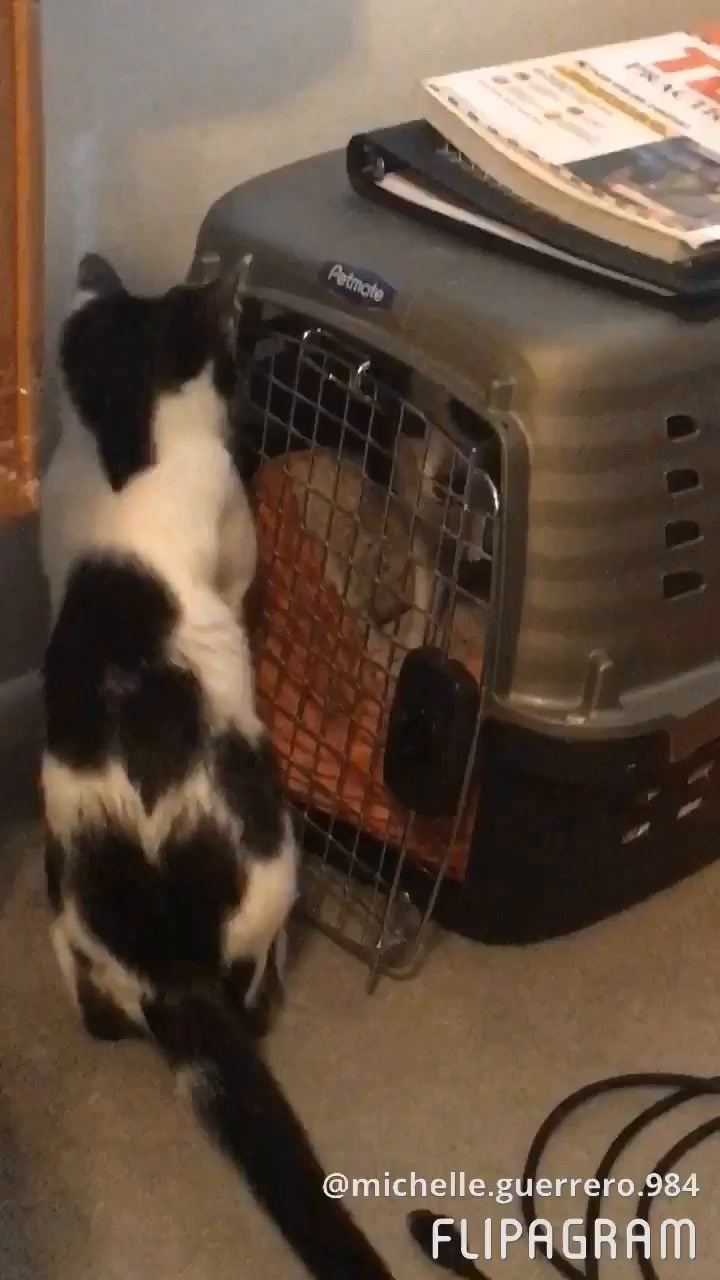 San Antonio cat goes viral after jailbreaking dogs in hilarious video