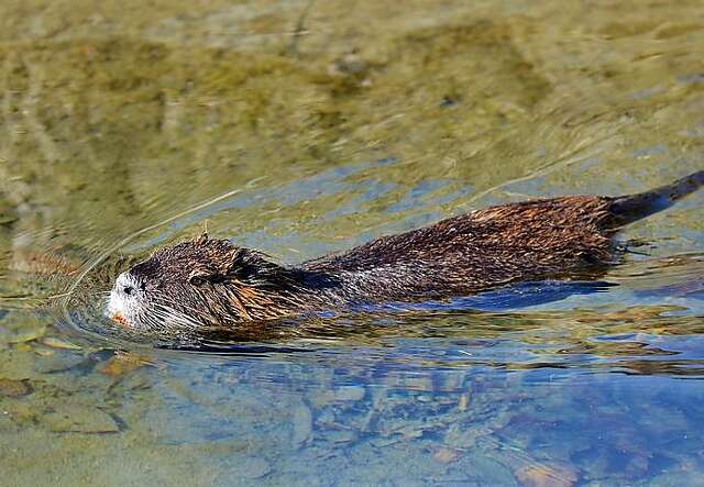 Giant swamp rats are poised to dig into California. Should we eat 'em?