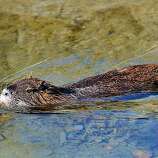 300th nutria killed in California as officials worry giant swamp rats ...