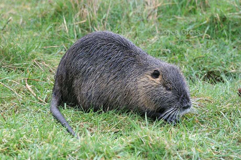 Nutria crackdown: California looks to eradicate ruinous rodent before ...