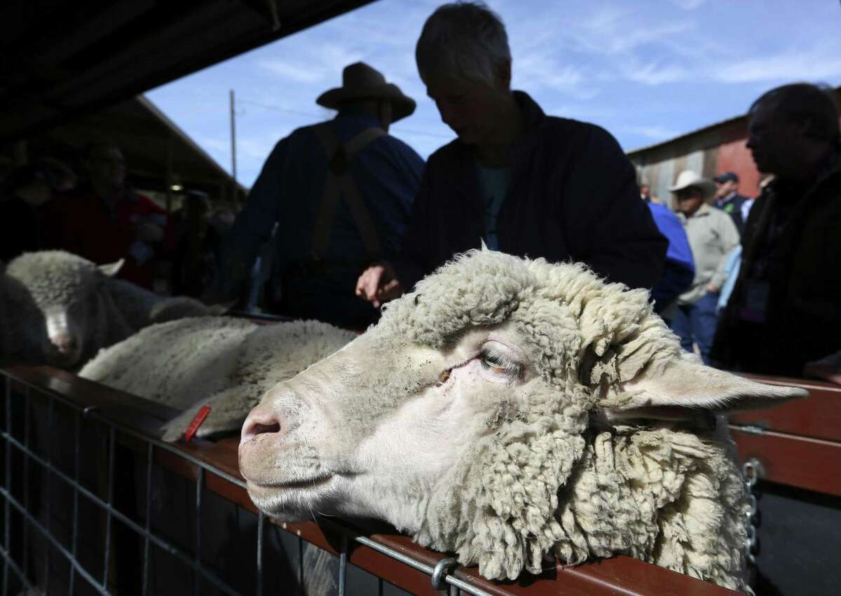 Hill Country sheep and goat ranchers find a hot market