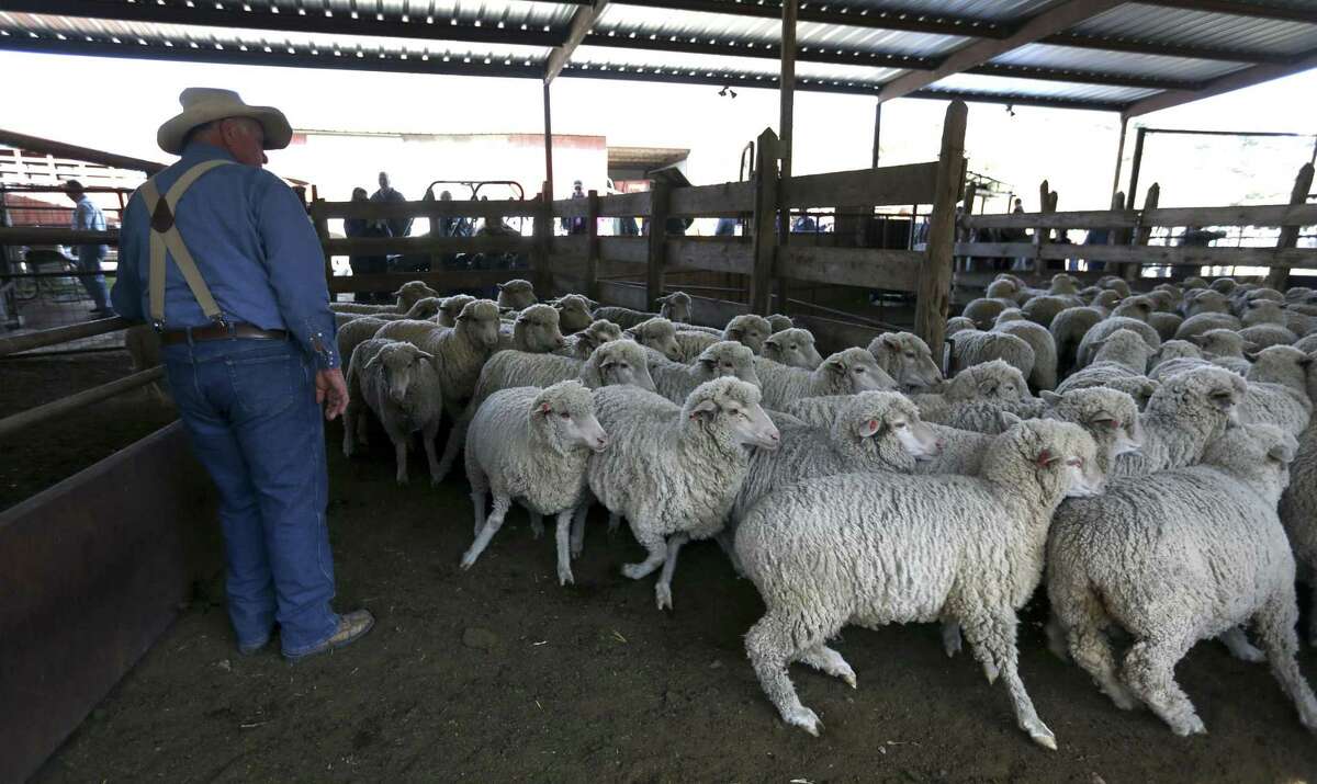 Hill Country sheep and goat ranchers find a hot market