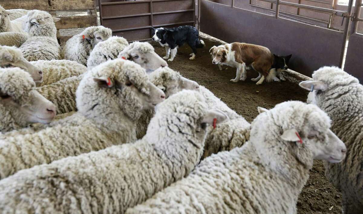 Hill Country sheep and goat ranchers find a hot market