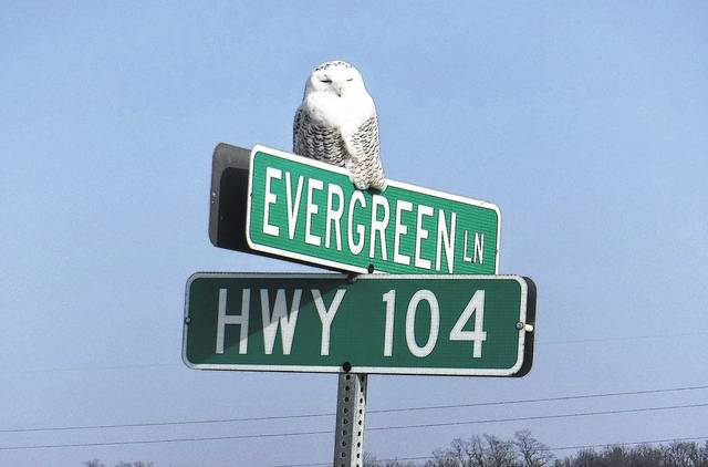 Snowy owl migration gives unique viewings, chance to study