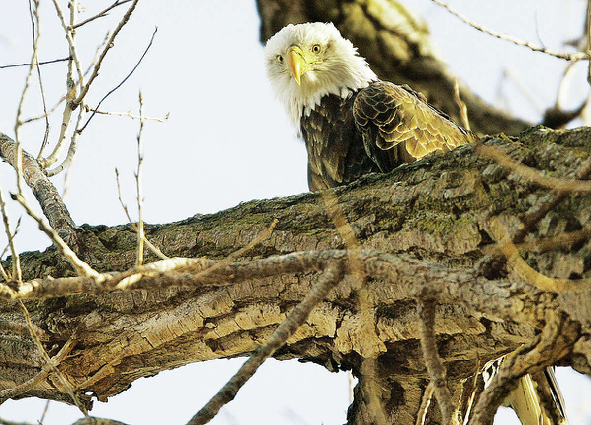 Majesty in mourning: Bald eagle, part of nesting pair, hit by vehicle