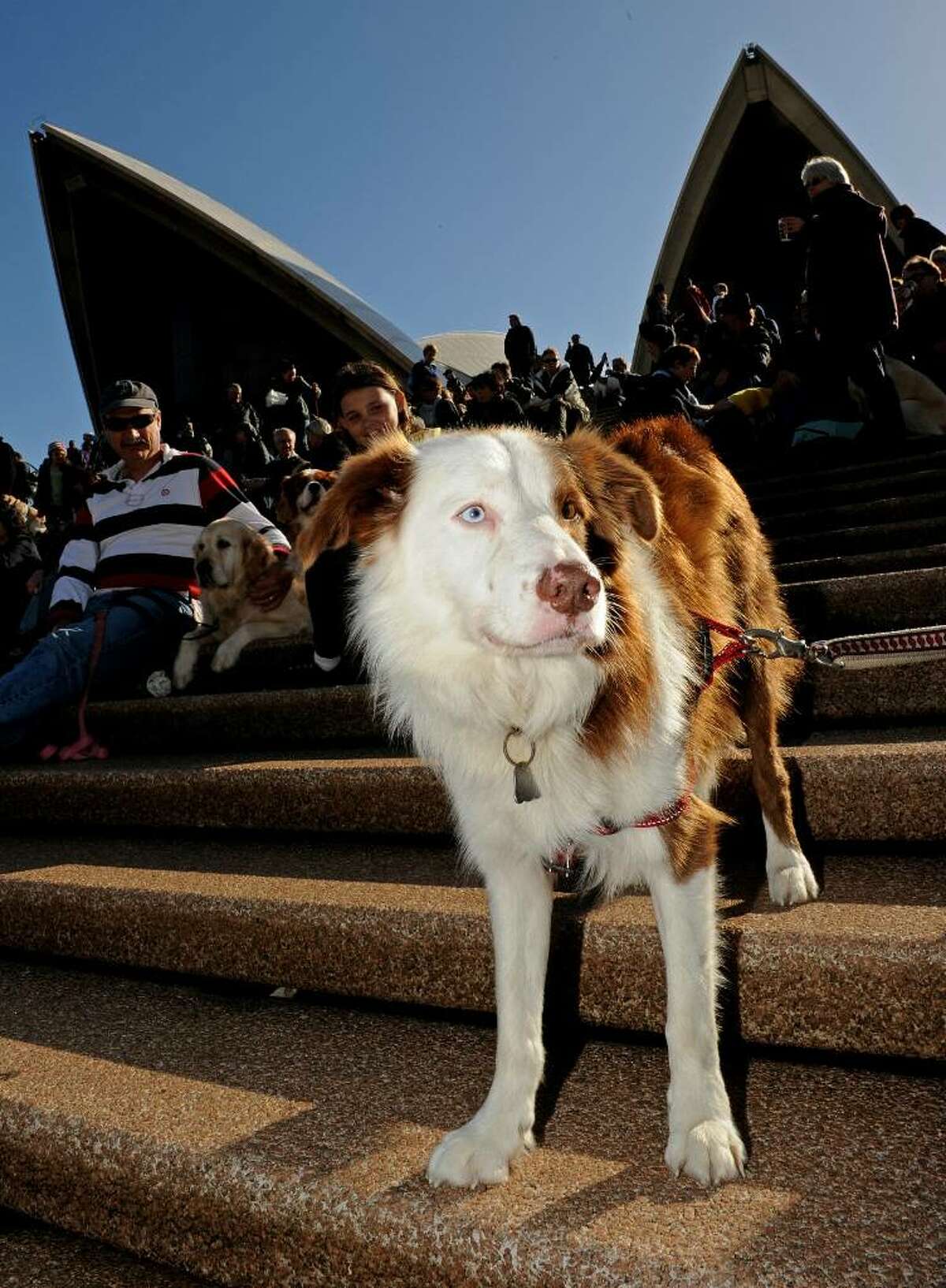 Laurie Anderson performs Opera House dog concert