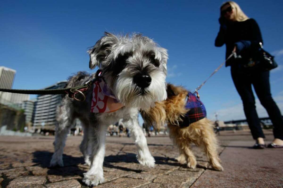 Laurie Anderson performs Opera House dog concert
