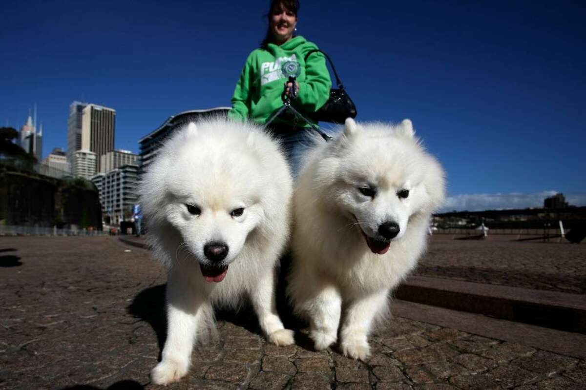 Laurie Anderson performs Opera House dog concert