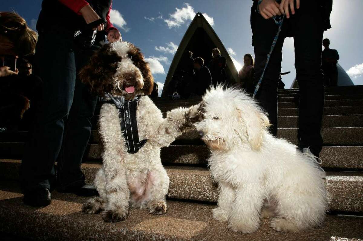 Laurie Anderson performs Opera House dog concert
