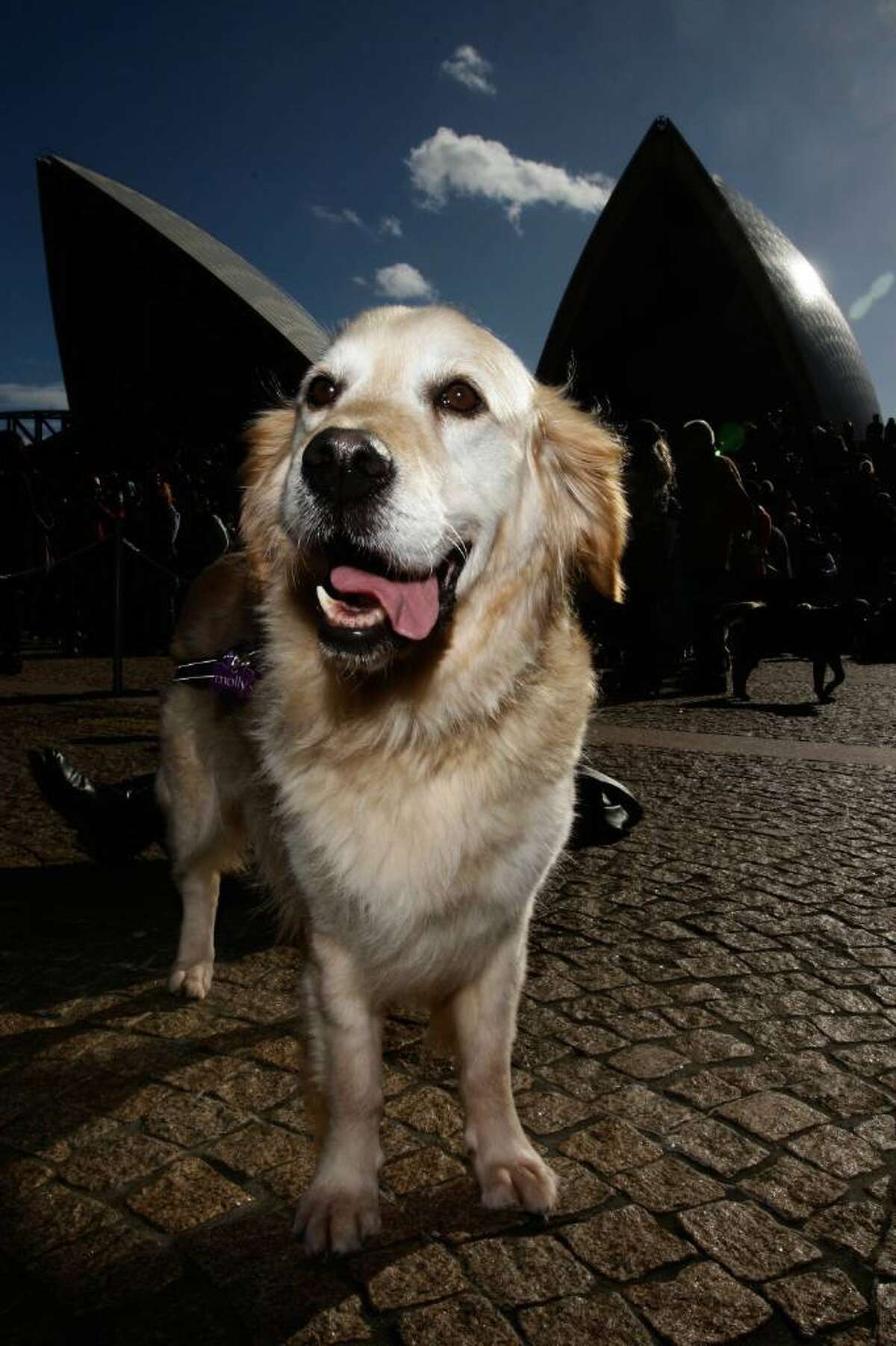 Laurie Anderson performs Opera House dog concert