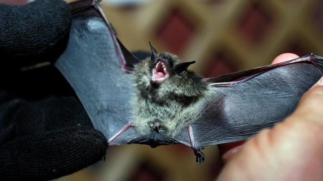 Woman treated after bite from rabid bat