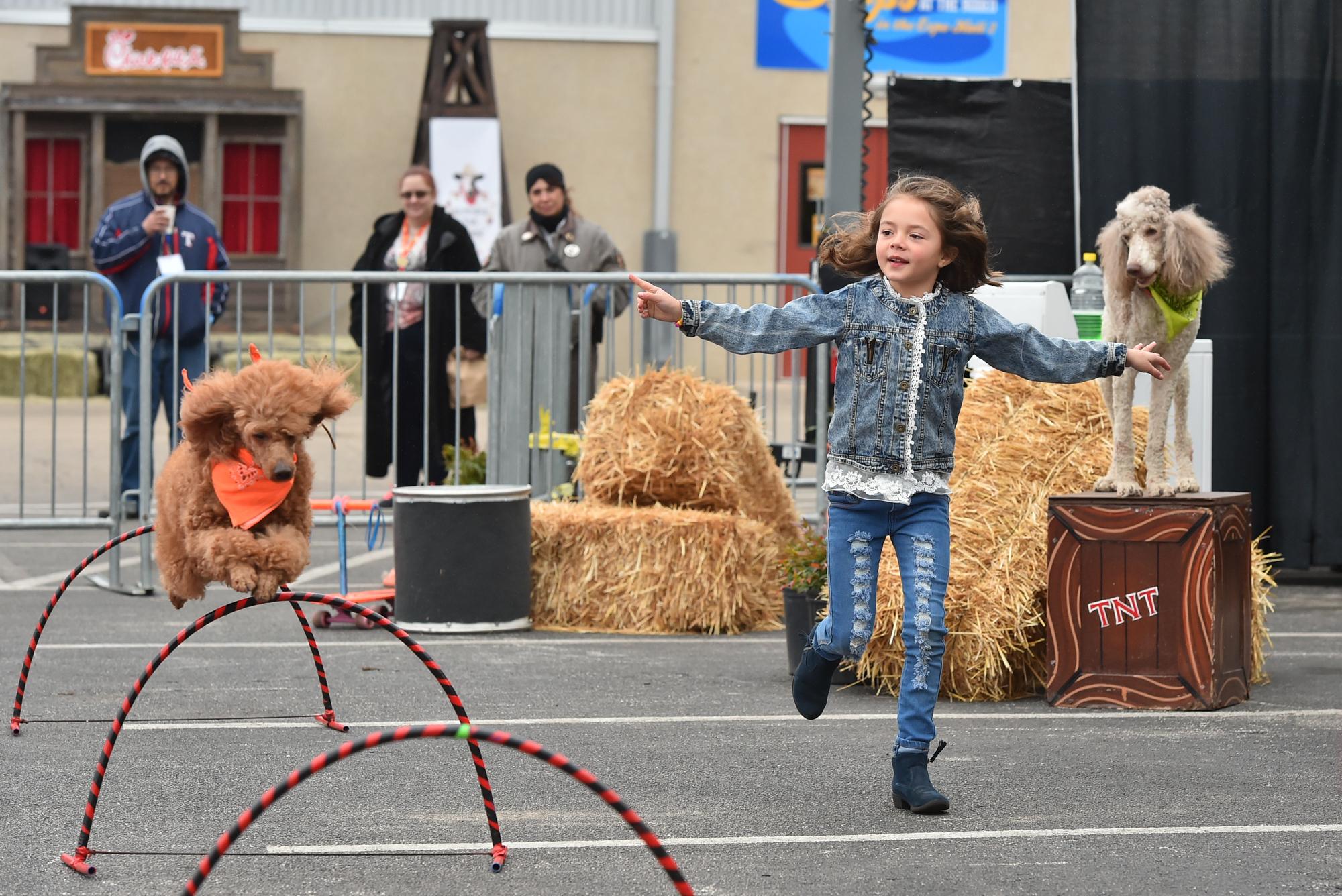 Talents of rescue pups put on display at San Antonio rodeo