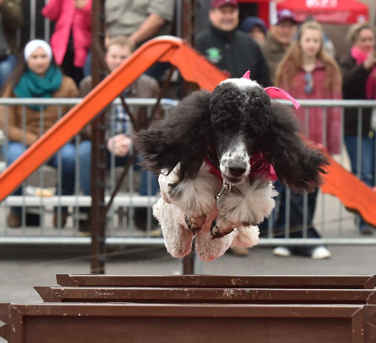 Talents of rescue pups put on display at San Antonio rodeo