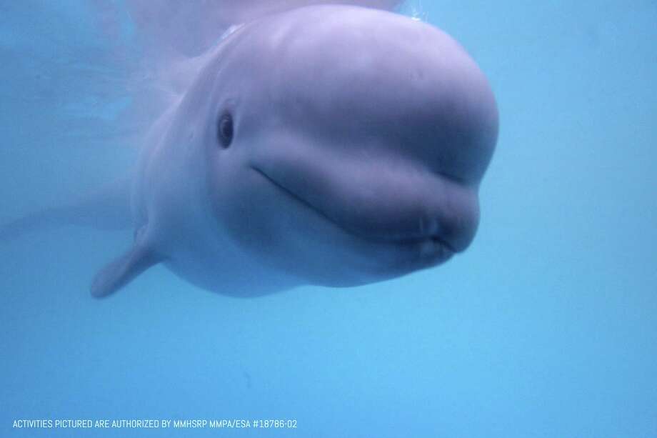 SeaWorld San Antonio selected as new home for endangered Cook Inlet ...