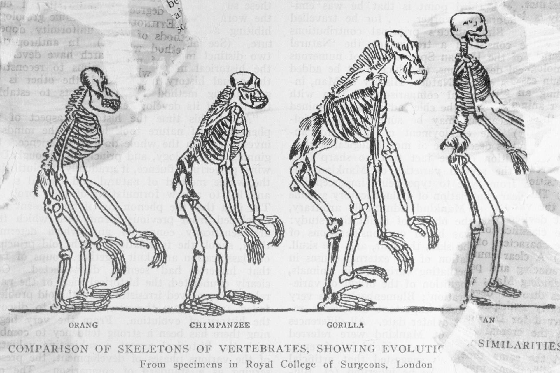 Are humans still evolving?