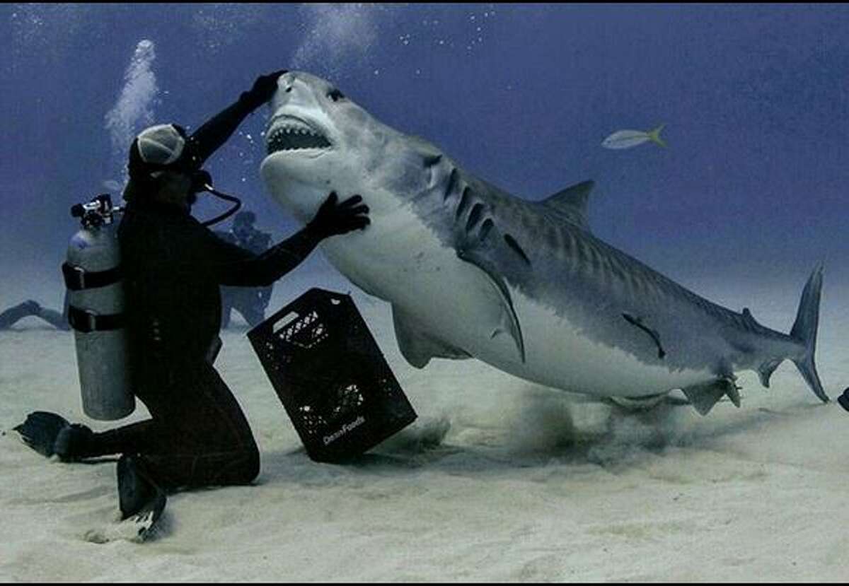 South Texas diver spins massive chomping tiger shark in viral video