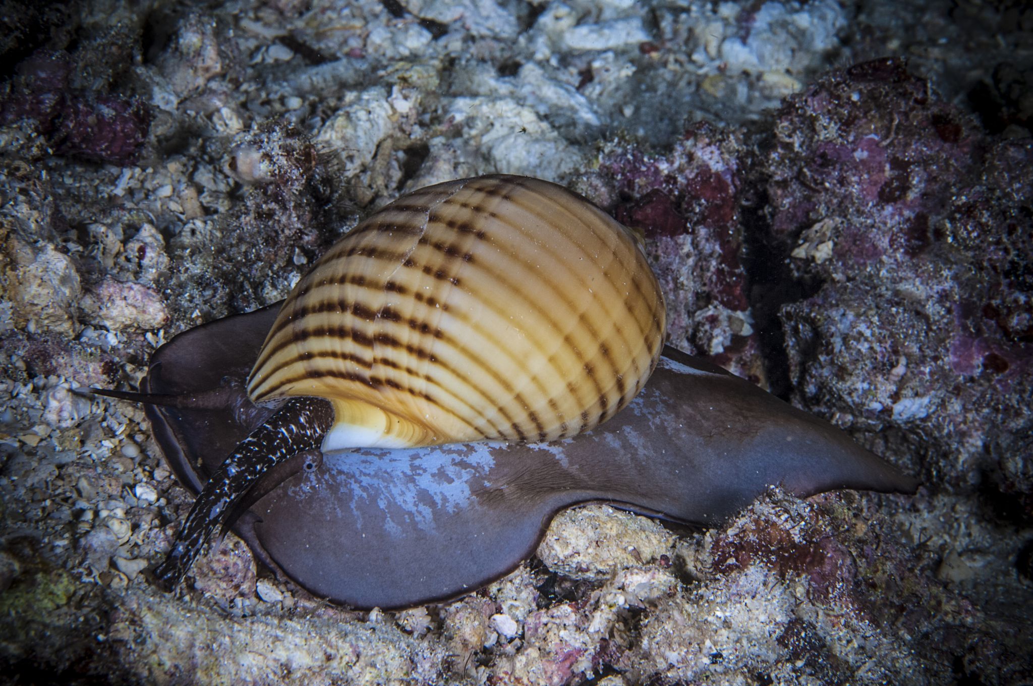 A live snail hatched inside a Calif. boy's elbow abscess. He nicknamed ...