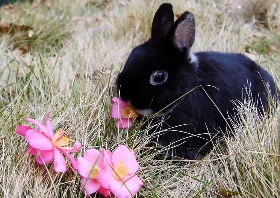 Video: See how some of the Houston Zoo's cutest animals got in the ...