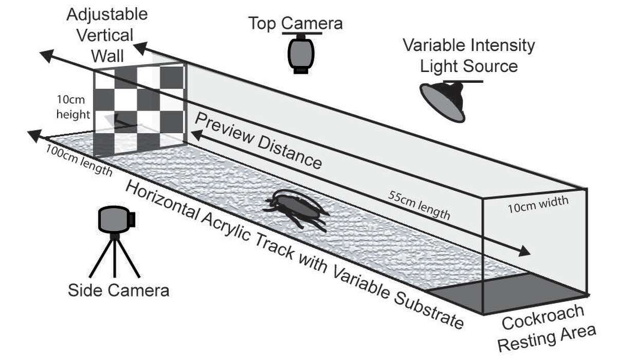 Uc Berkeley Researchers Create Terrifying Robot Cockroach