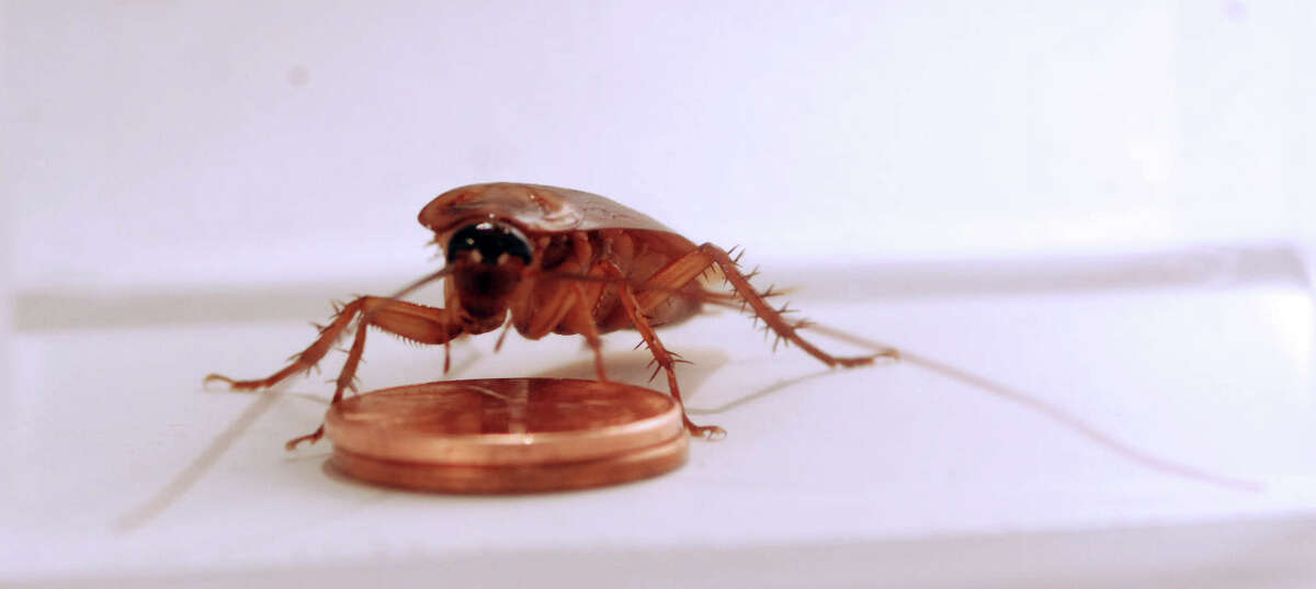 UC Berkeley researchers create terrifying robot-cockroach