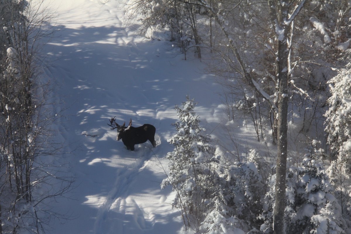 Dead moose found in Adirondacks was not shot, police say