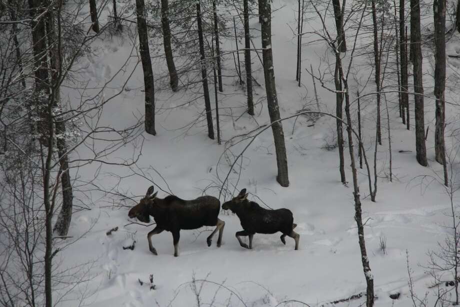 Moose count is on in the Adirondacks - Times Union
