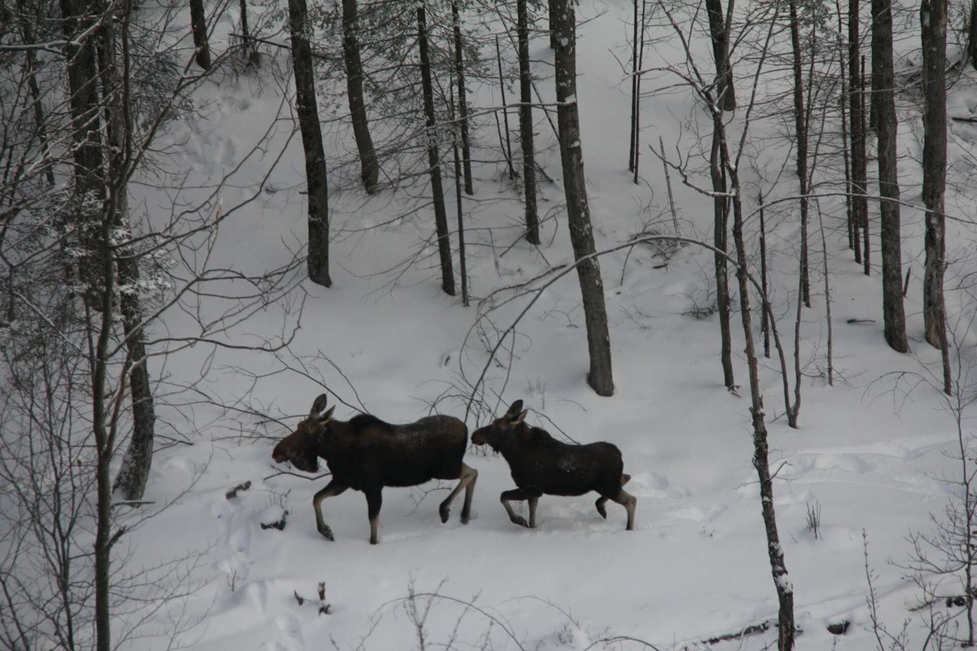 Outdoors: It's not so easy to spot a moose in Upstate New York