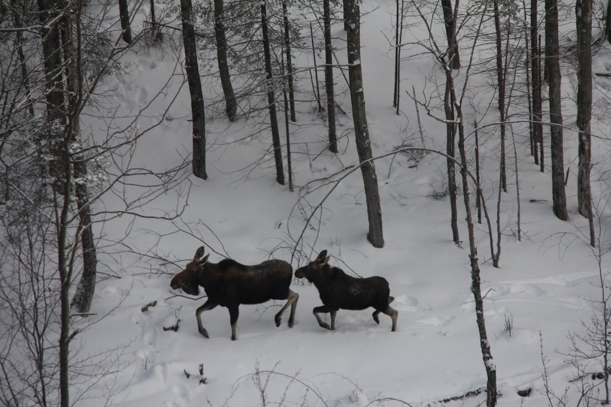 Outdoors: It's not so easy to spot a moose in Upstate New York