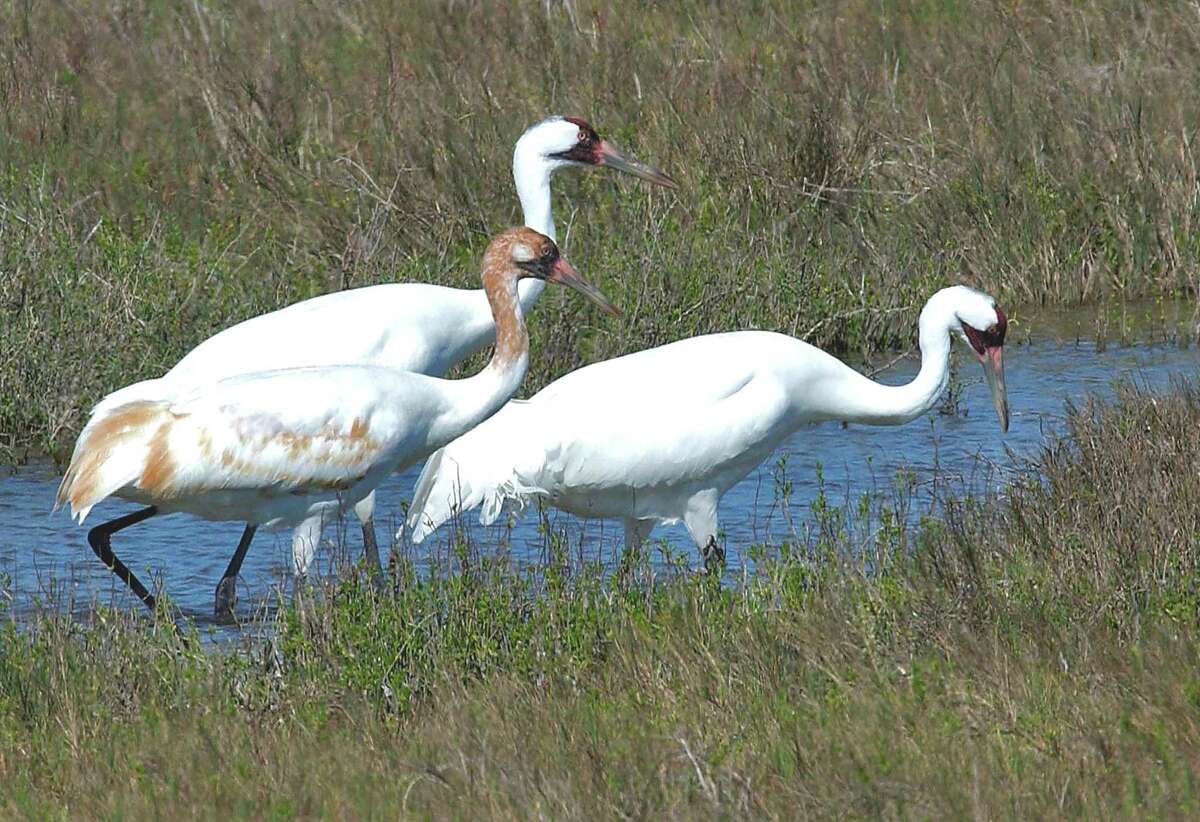 Whooping cranes are back for annual Port Aransas festival