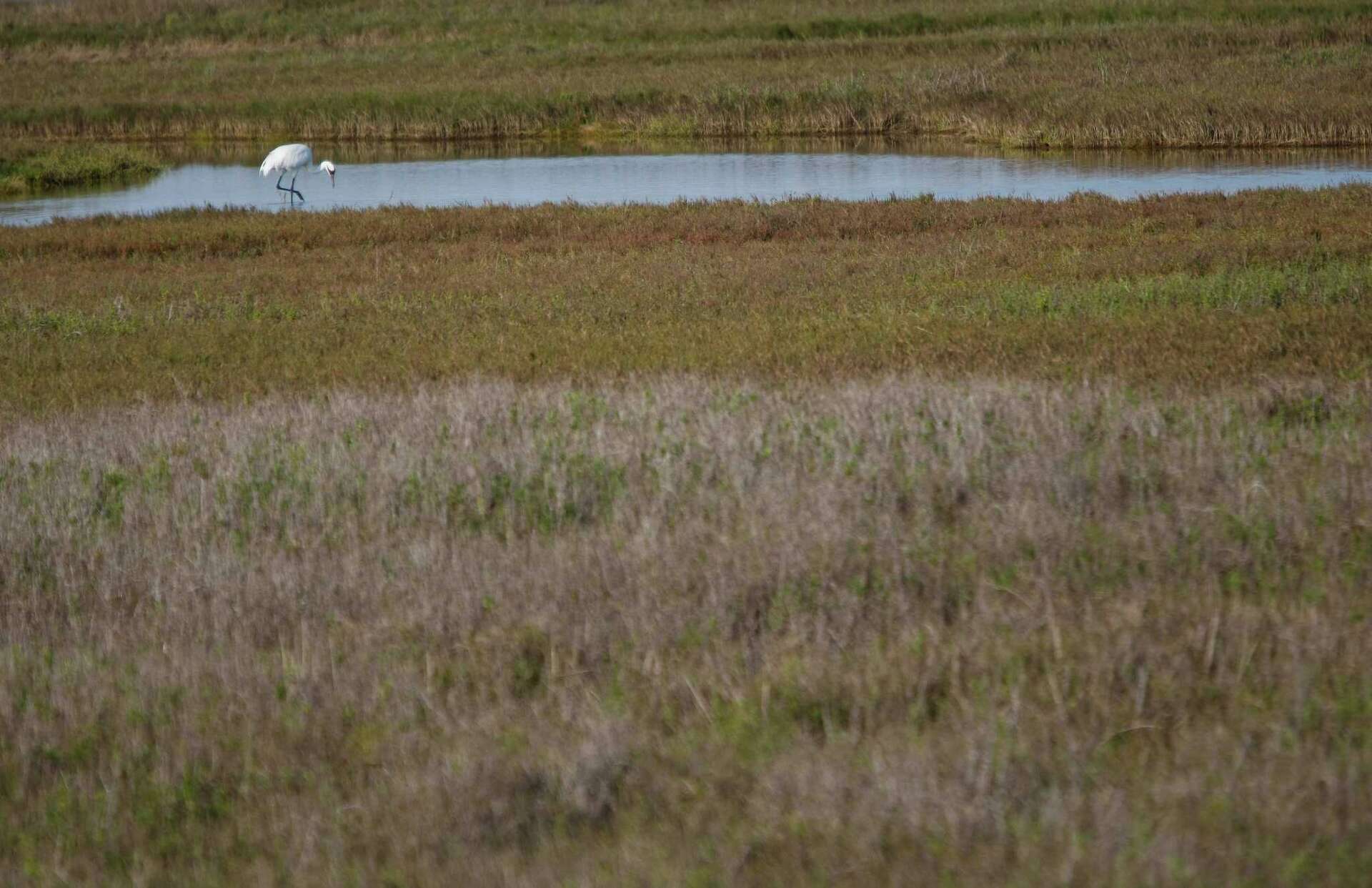 Whooping cranes are back for annual Port Aransas festival