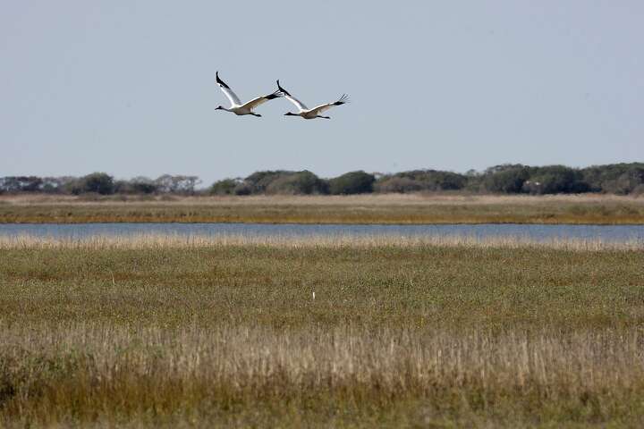 Whooping cranes are back for annual Port Aransas festival