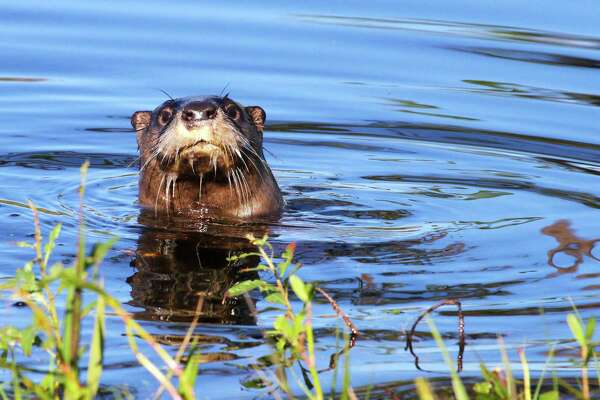 Otters making a welcome return to Texas waterways - ExpressNews.com