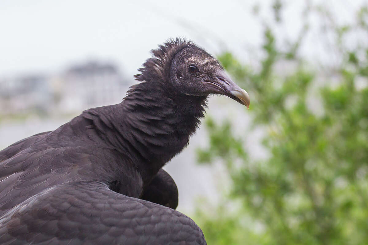 Cat food brings 'Buzz' the vulture in for a closer look