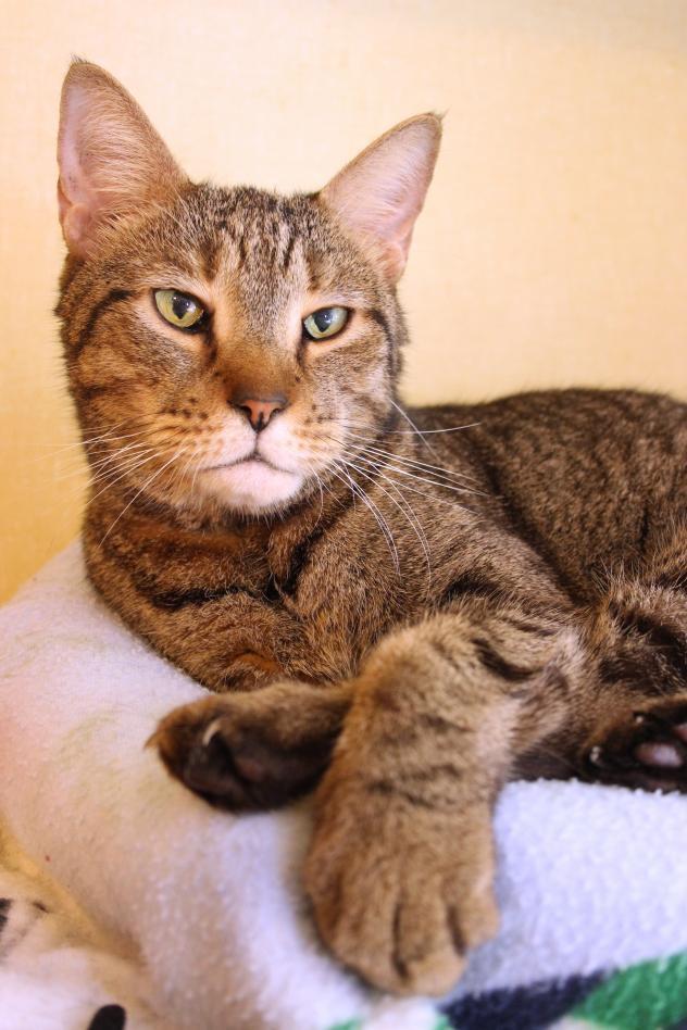 Pet of the day: Stephen