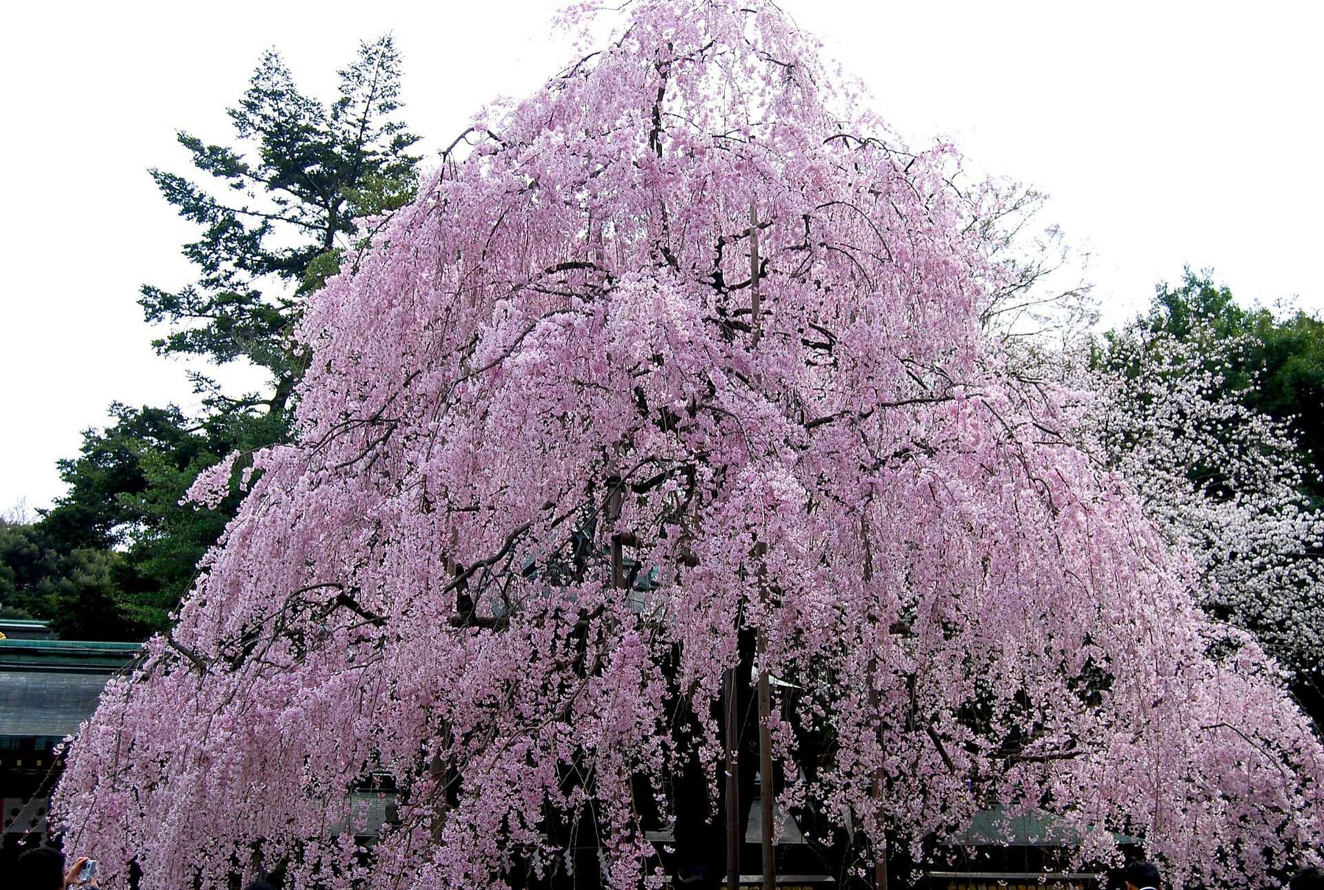 Ornamental cherry trees bring a waterfall of blooms