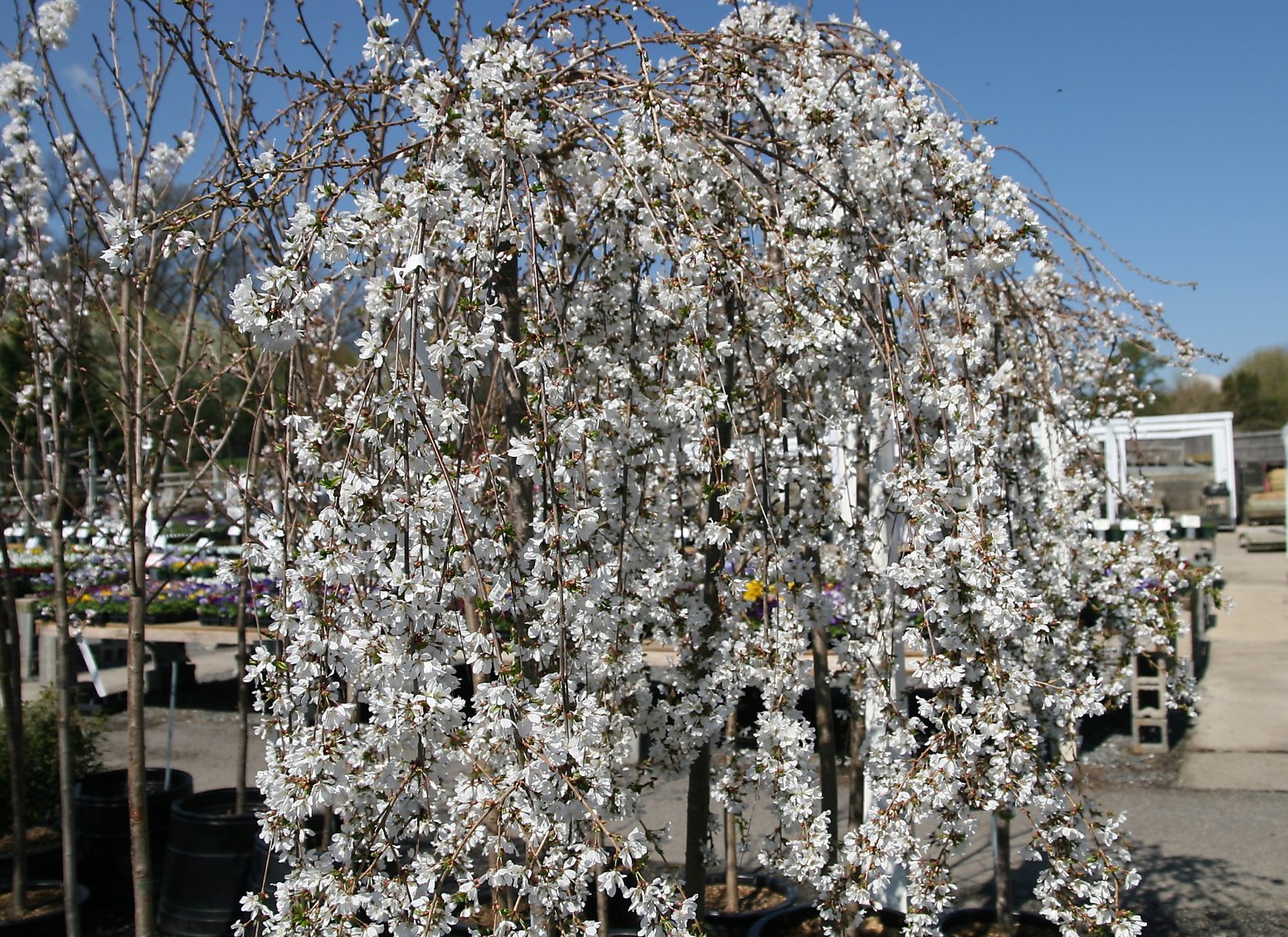 Ornamental cherry trees bring a waterfall of blooms