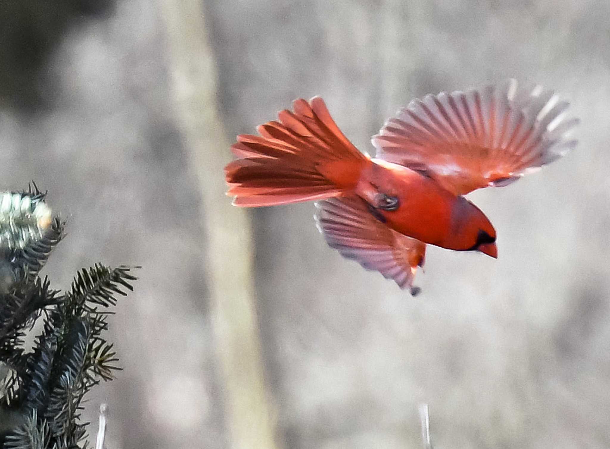 Photos: Five Rivers bird count