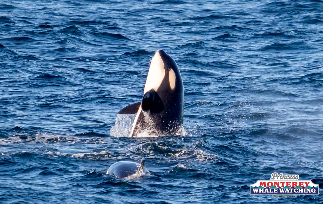 Pod of orcas, baby in tow, seen playing, breaching in Monterey Bay