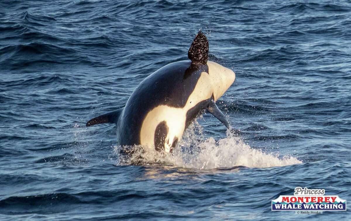Pod of orcas, baby in tow, seen playing, breaching in Monterey Bay
