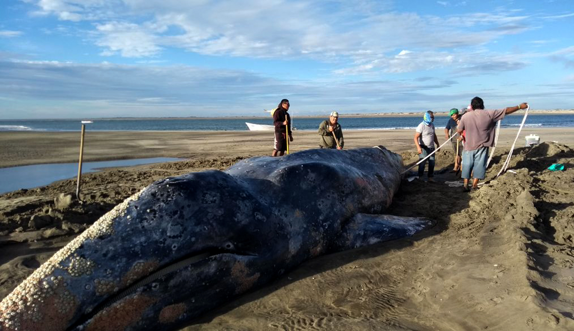 Photos: Volunteers scramble to save massive beached whale in Mexico