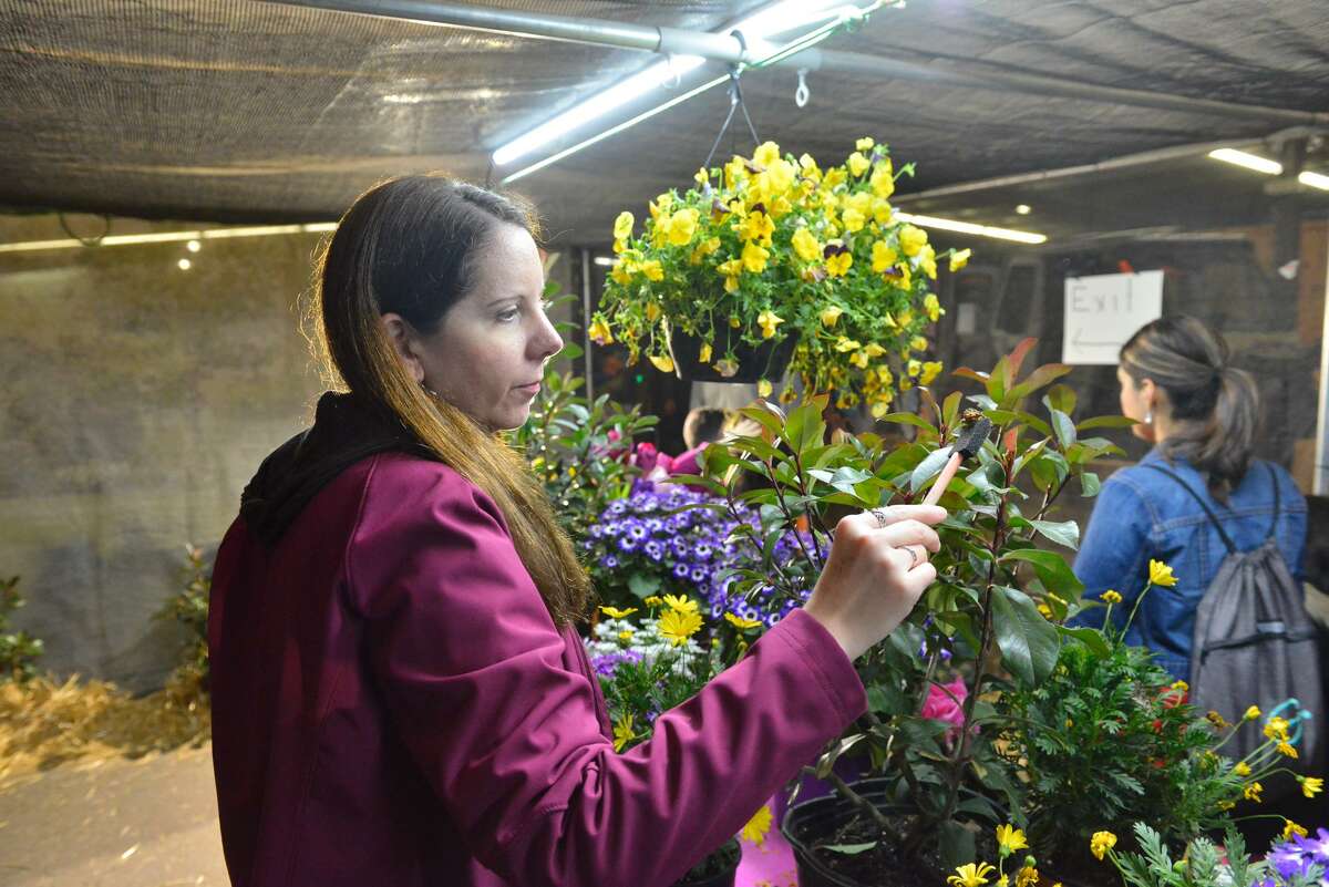 Butterfly Encounter at San Antonio Stock Show & Rodeo thrills visitors ...
