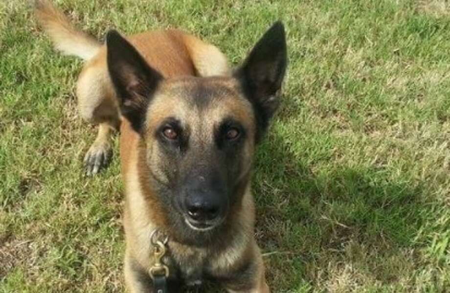 Houston police K-9 euthanized after injury from chase - Houston Chronicle
