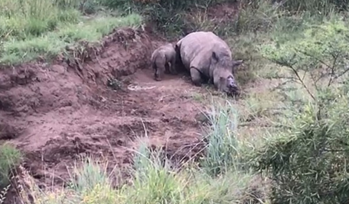 Baby rhino tries to nurse from its slain mother in tragic video