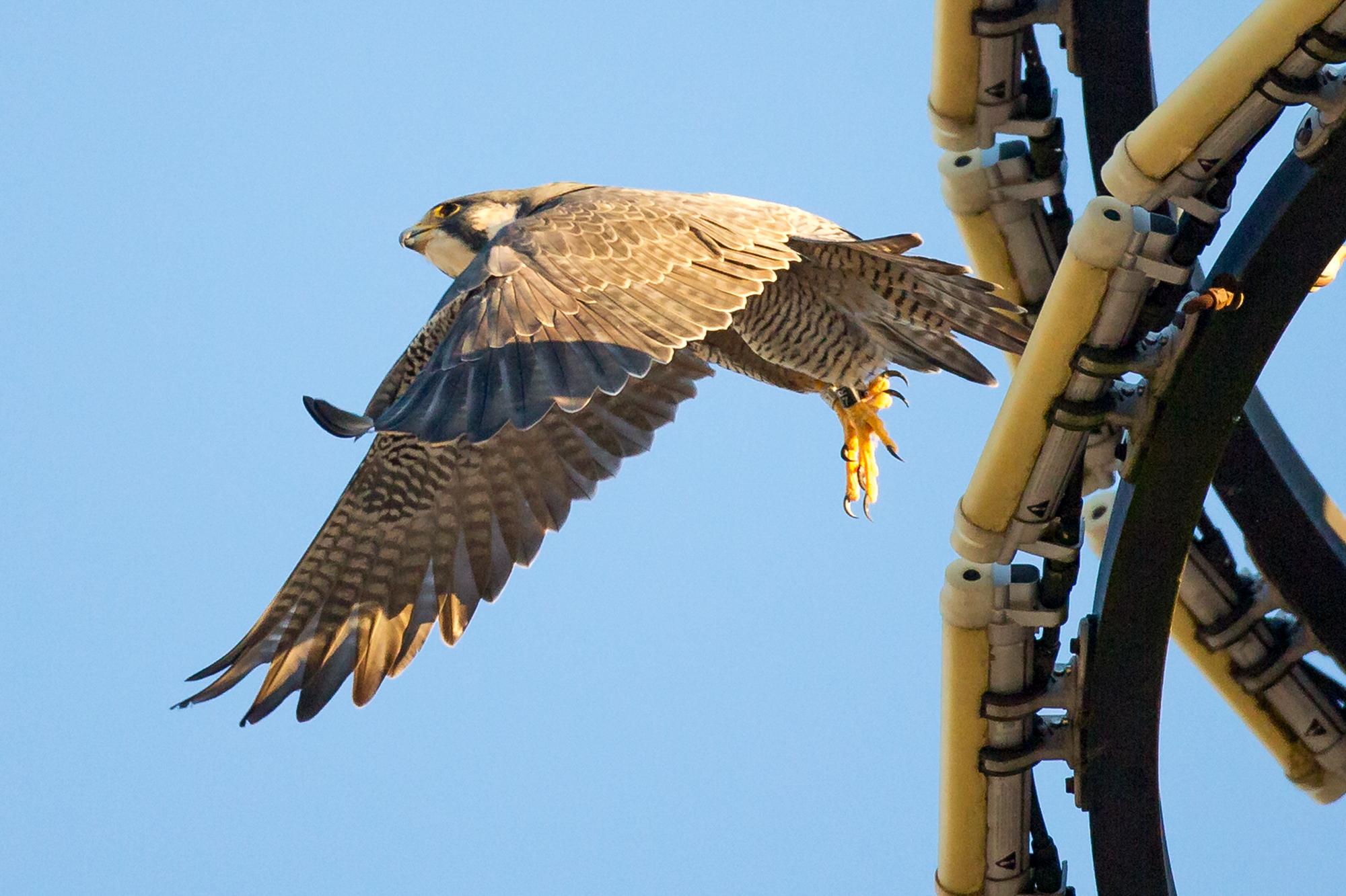 Peregrine falcons wintering downtown from Canada and Minneapolis