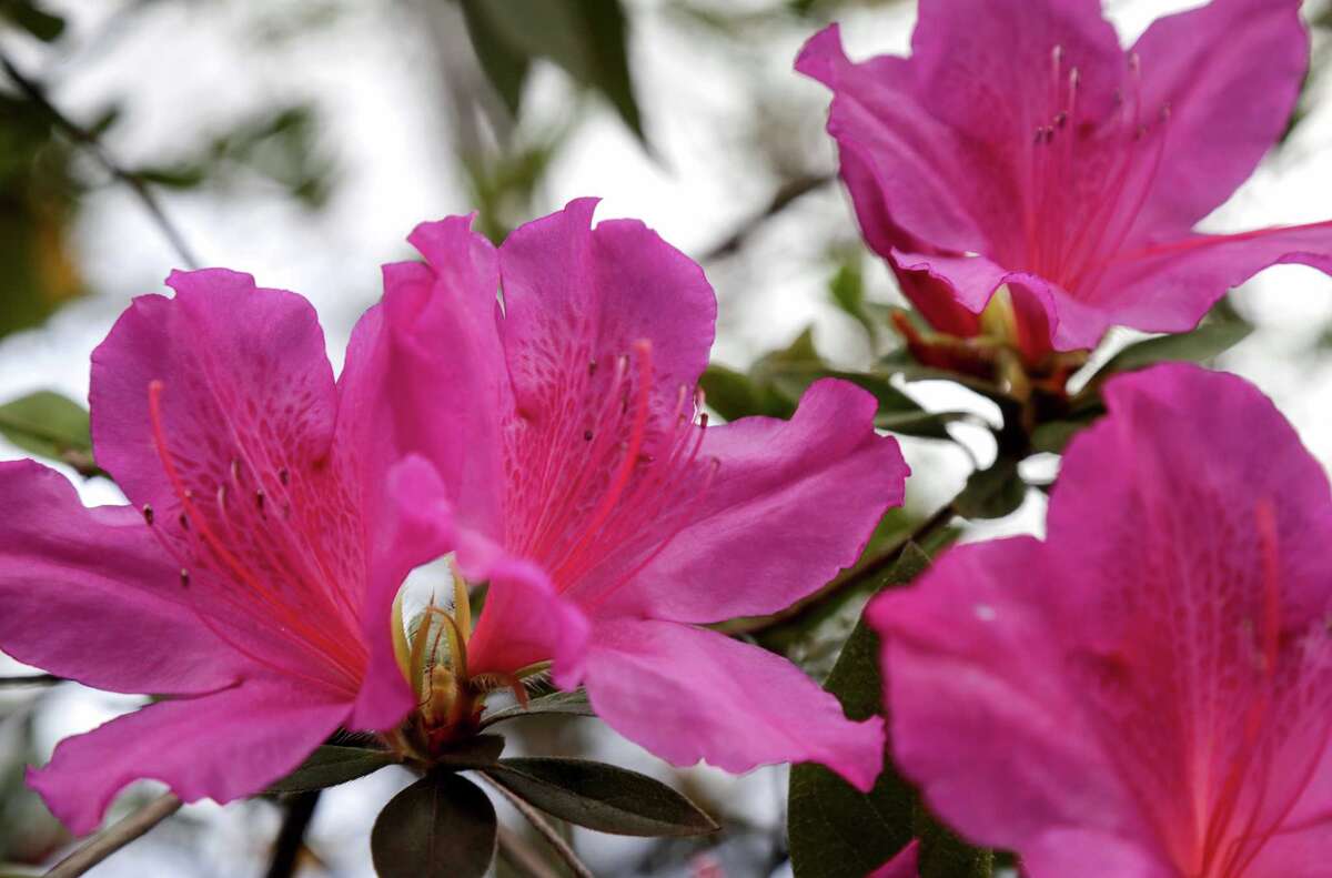 Azalea Trail features River Oaks houses of architect John Staub