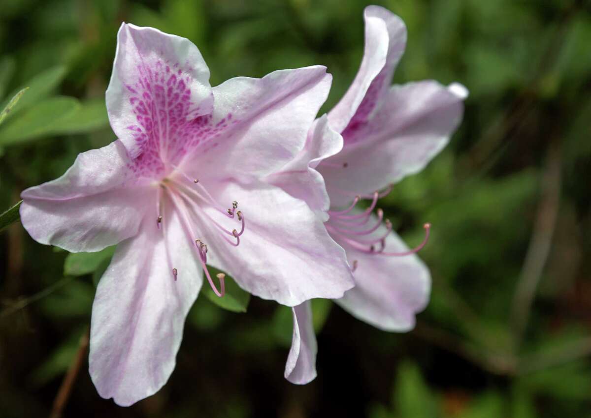 Azalea Trail features River Oaks houses of architect John Staub