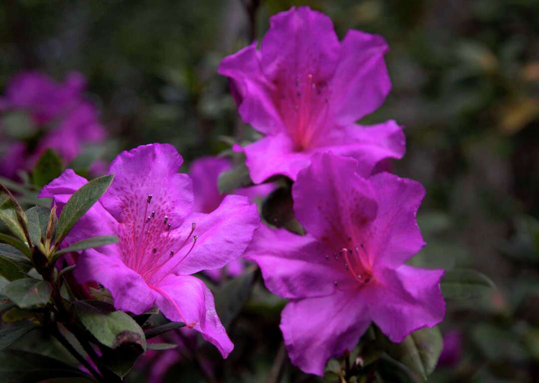 Azalea Trail features River Oaks houses of architect John Staub