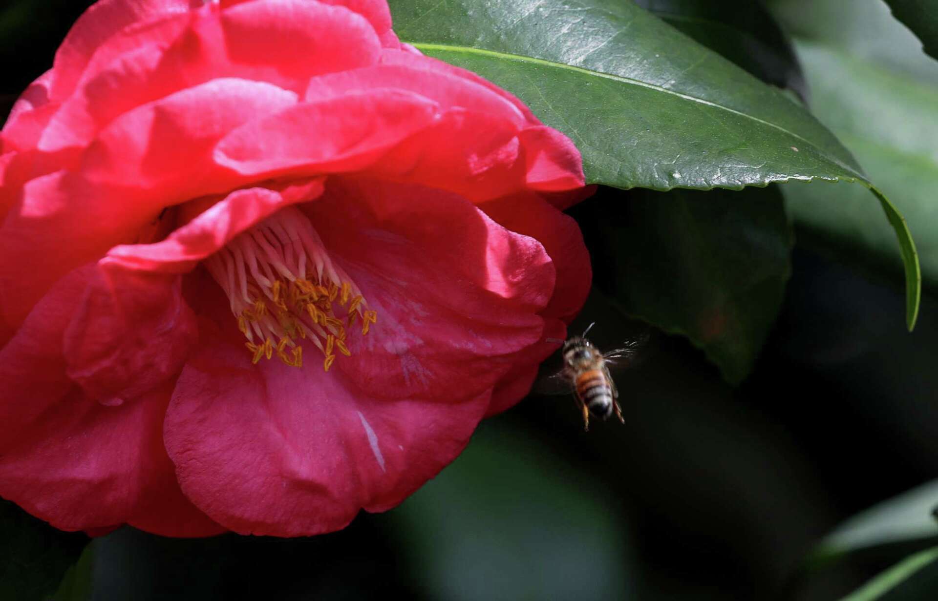 Azalea Trail features River Oaks houses of architect John Staub